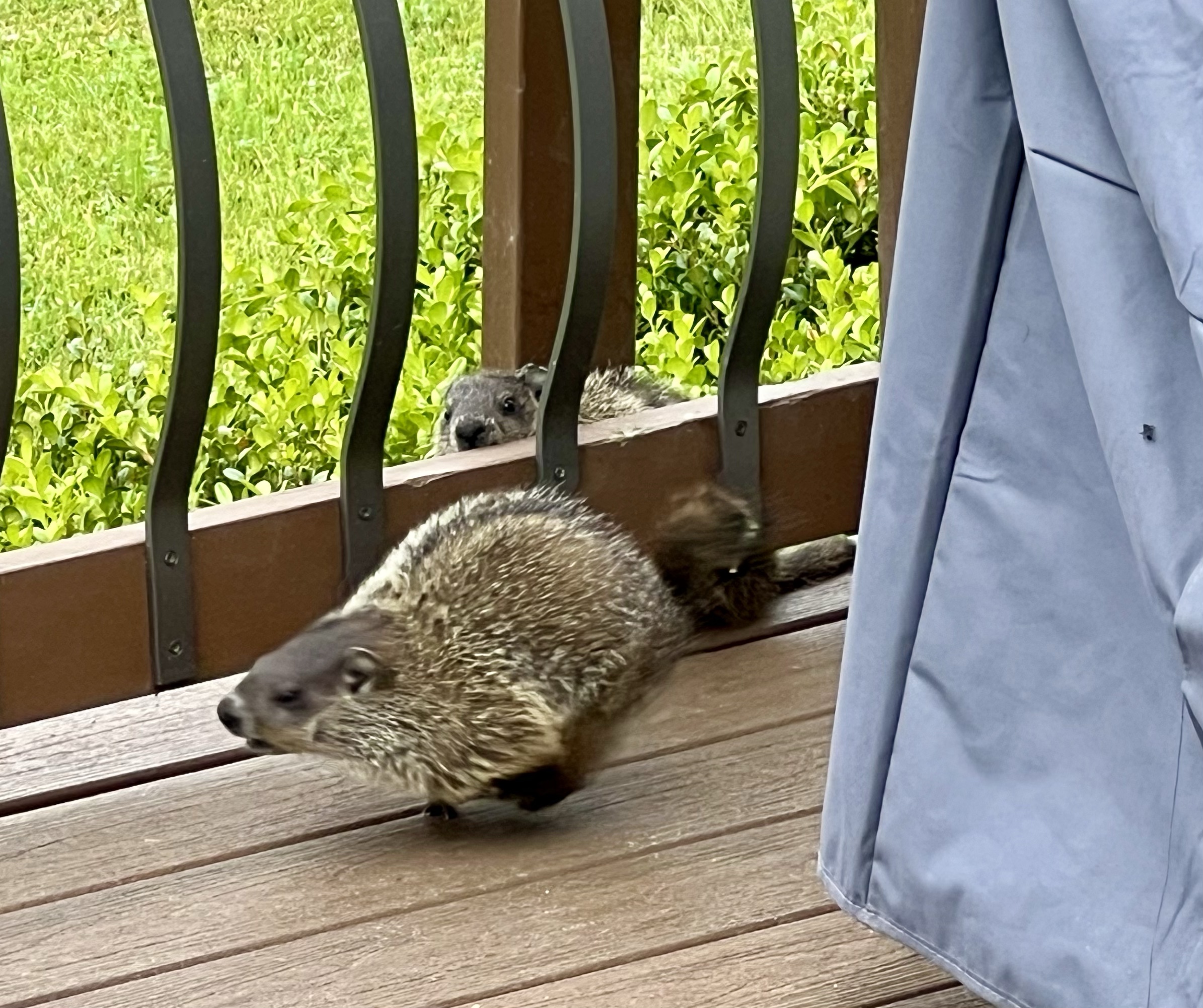Deck scampers. | River's world…..