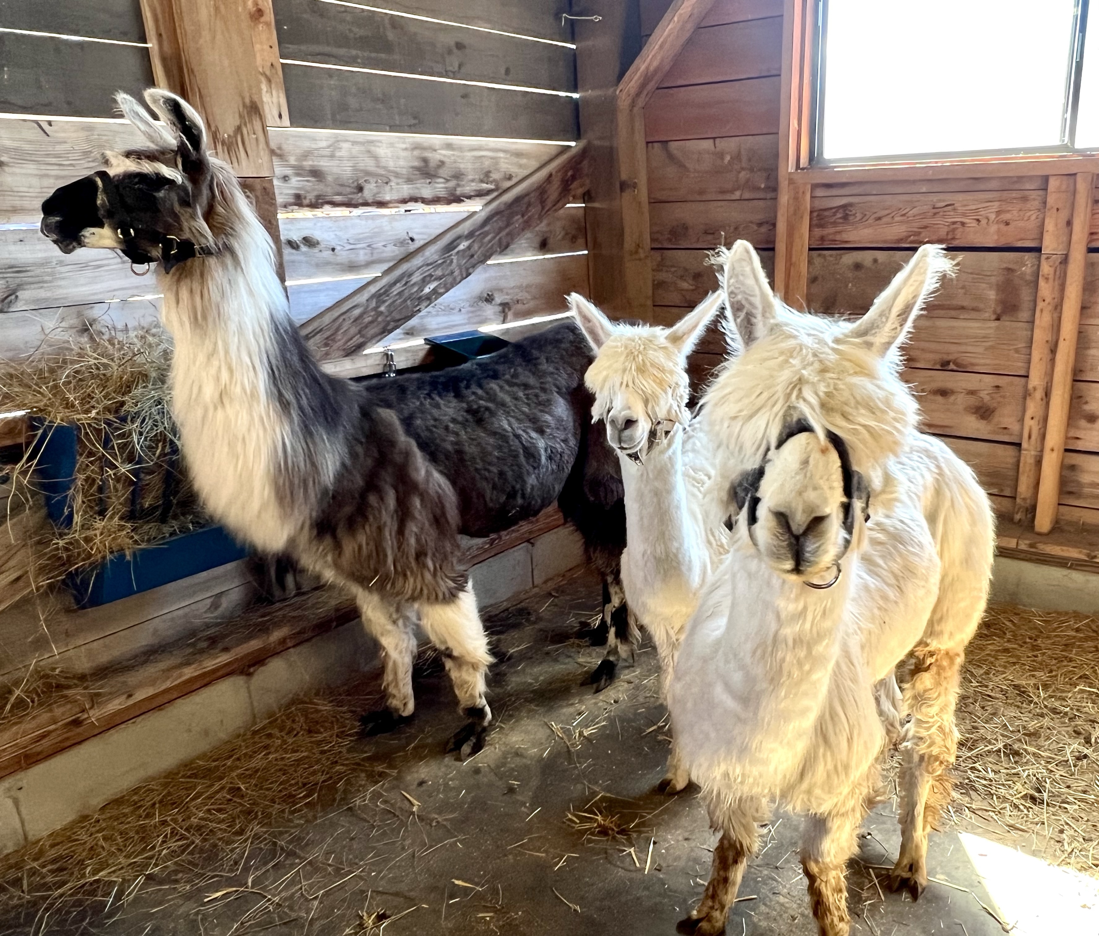 Fryeburg Fair, part two – llamas and chickens and steer. Oh my. | River ...