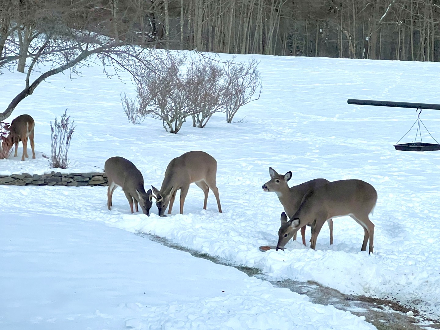 Deer me. | River's world…..