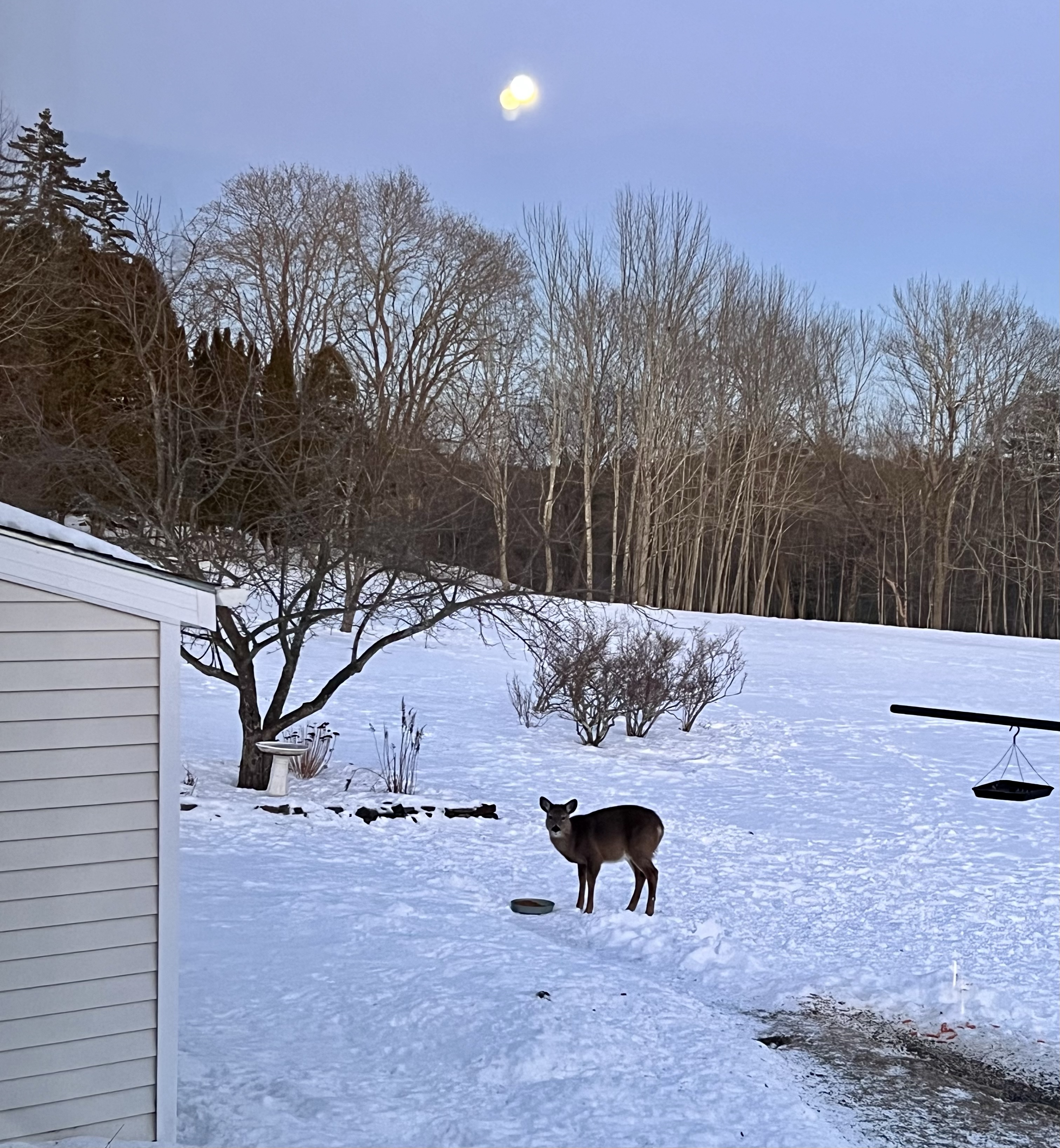 Moonlit deer. | River's world…..