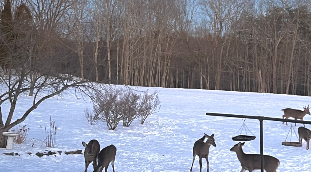 Moonlit deer. | River's world…..